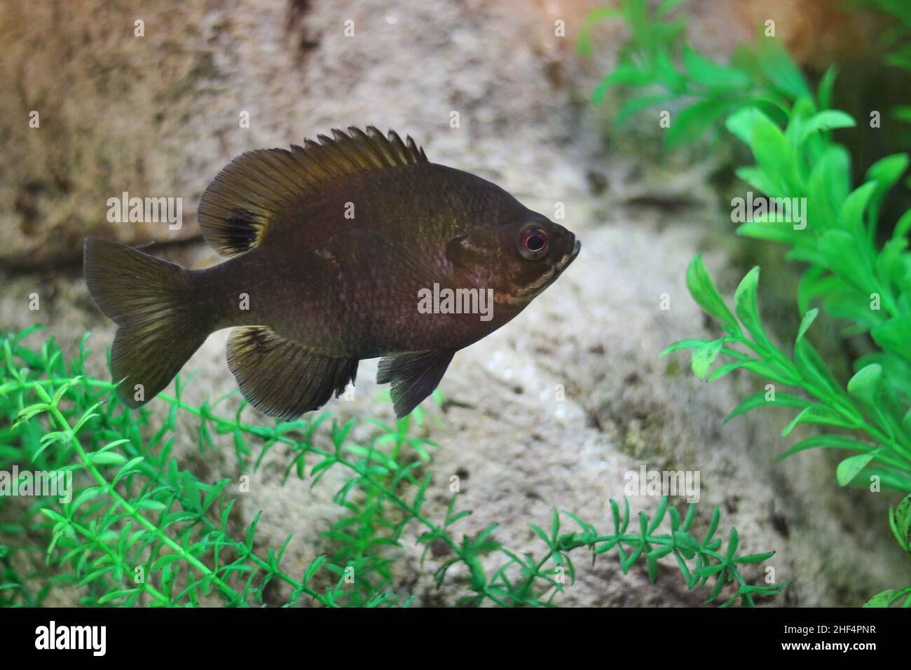 Single wild bluegill fish swimming underwater in the water garden Stock ...