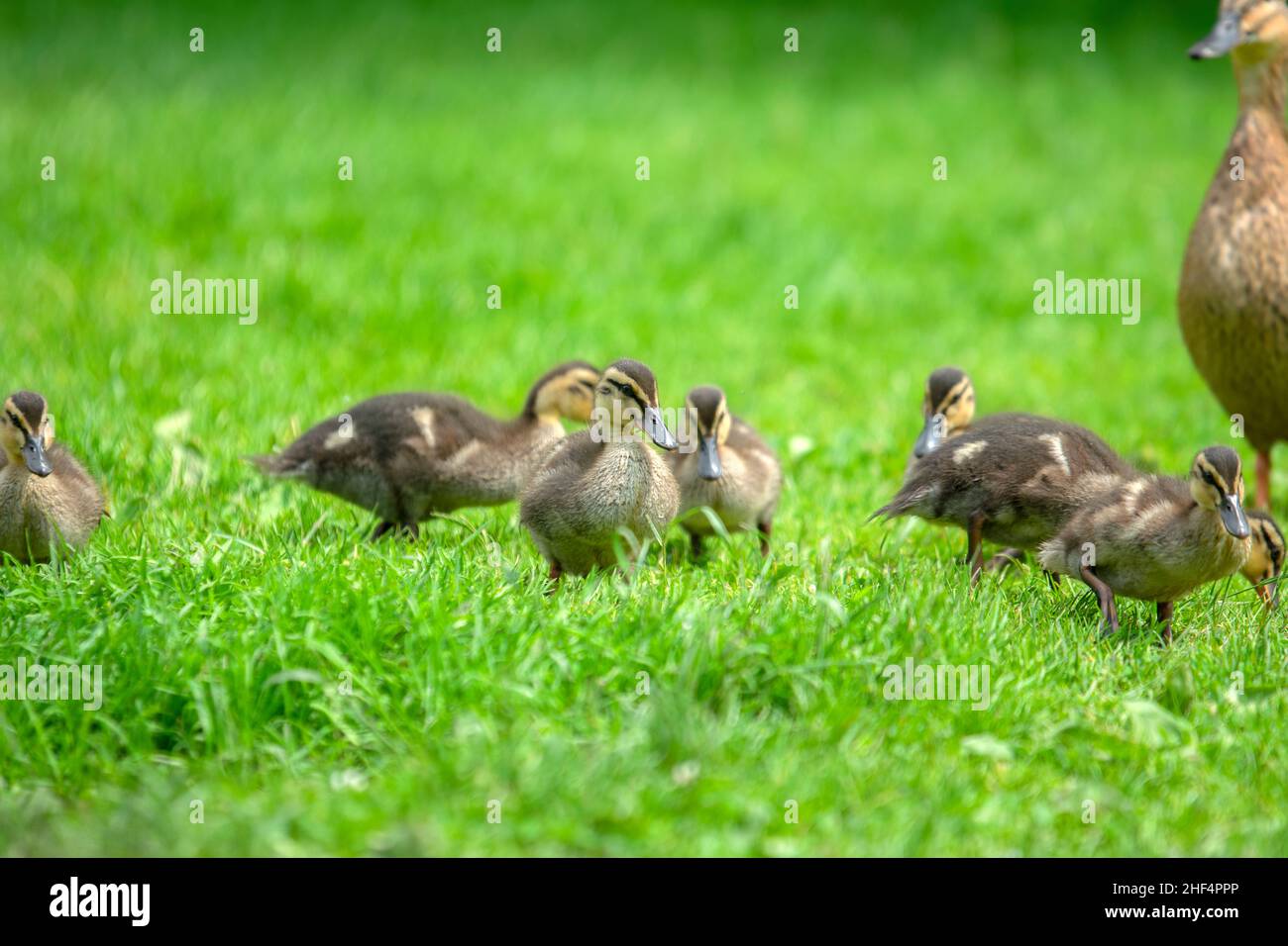 Close Up Cute Little Ducks And Mother At Amsterdam The Netherlands 19-6 ...