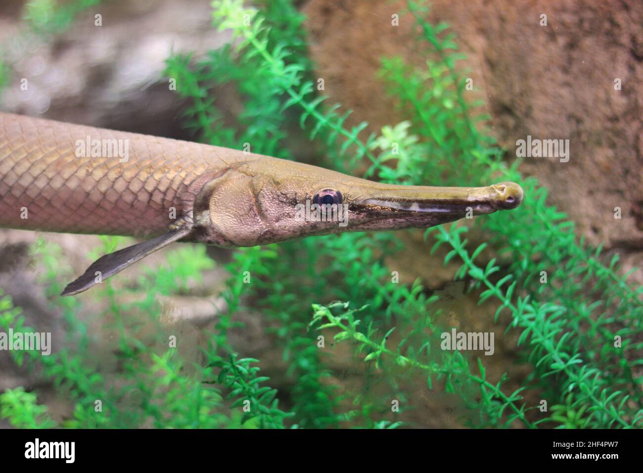 Natural character as a typical fish hi-res stock photography and images ...