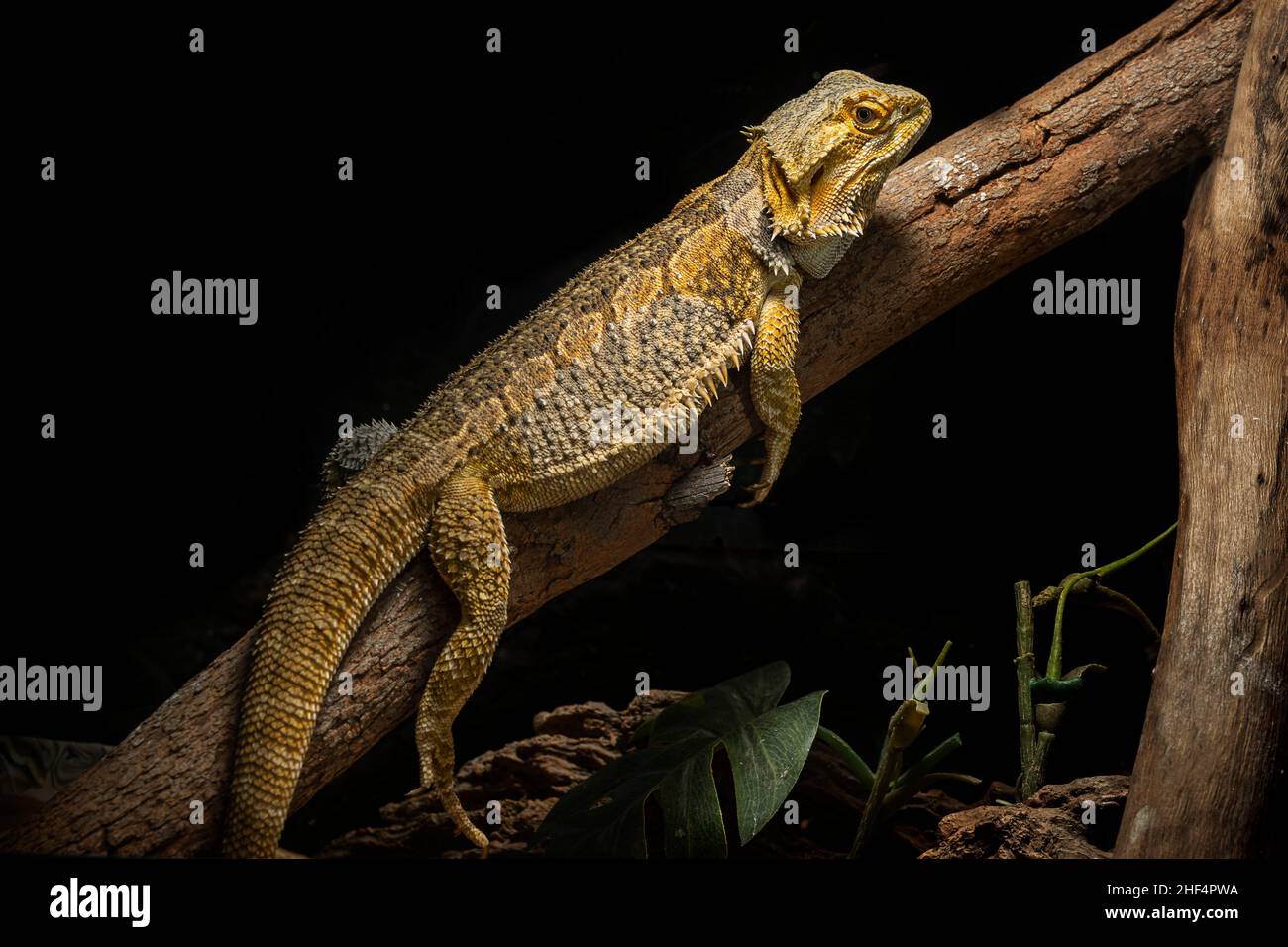 Eastern Bearded Dragon (Pogona barbata) laying on log Stock Photo - Alamy