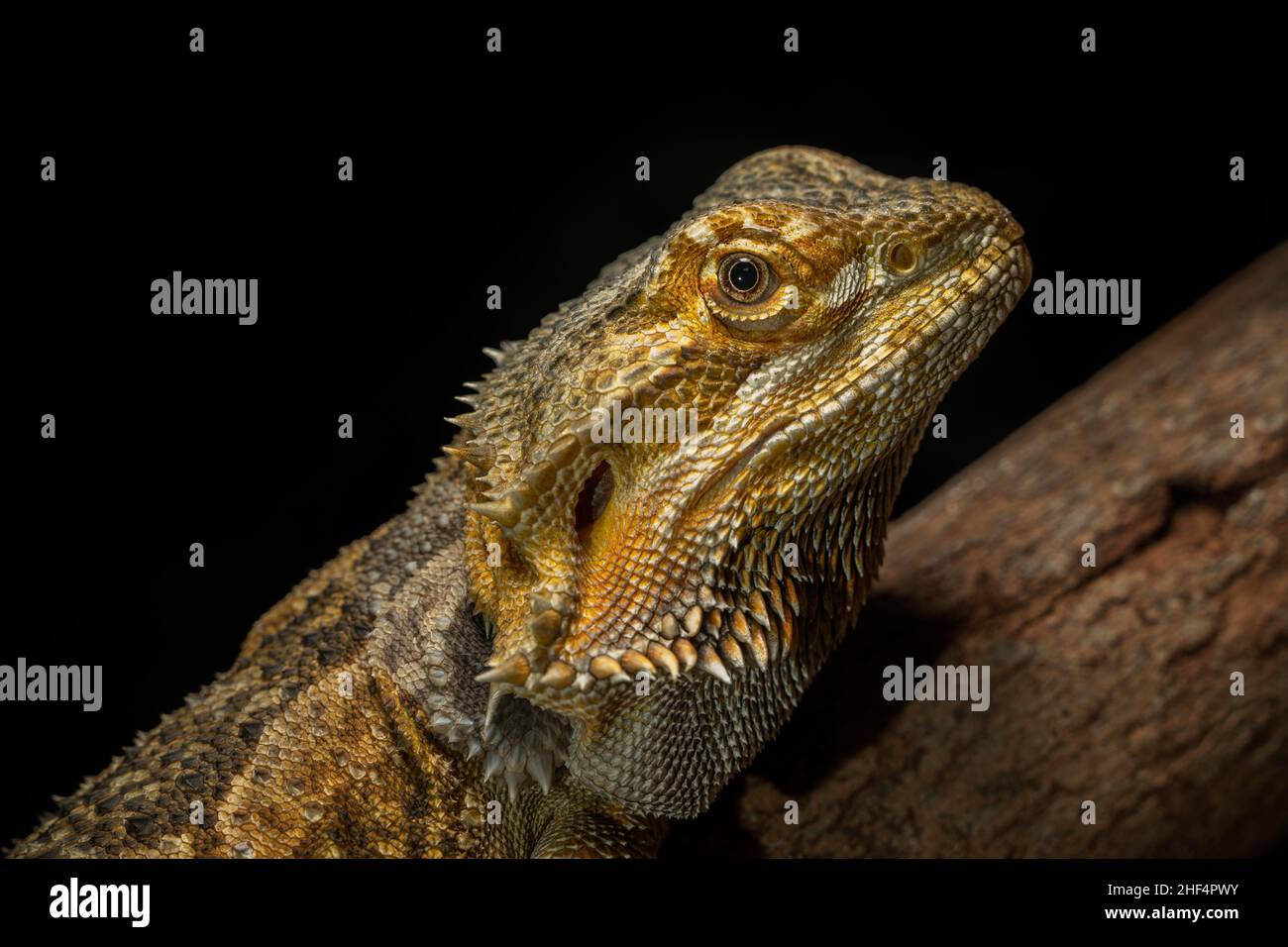 Eastern Bearded Dragon (Pogona barbata Stock Photo - Alamy