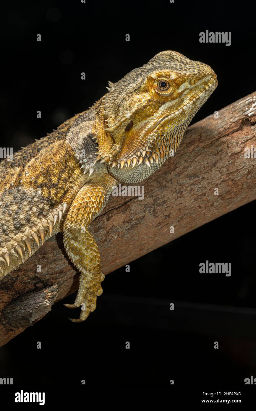 Eastern Bearded Dragon (Pogona barbata Stock Photo - Alamy