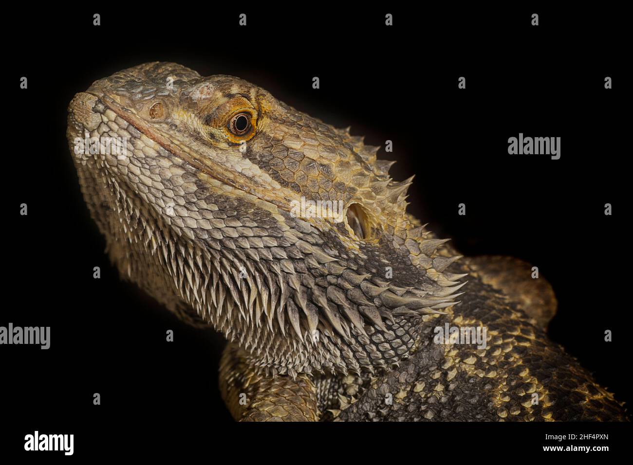 Eastern Bearded Dragon (Pogona barbata Stock Photo - Alamy