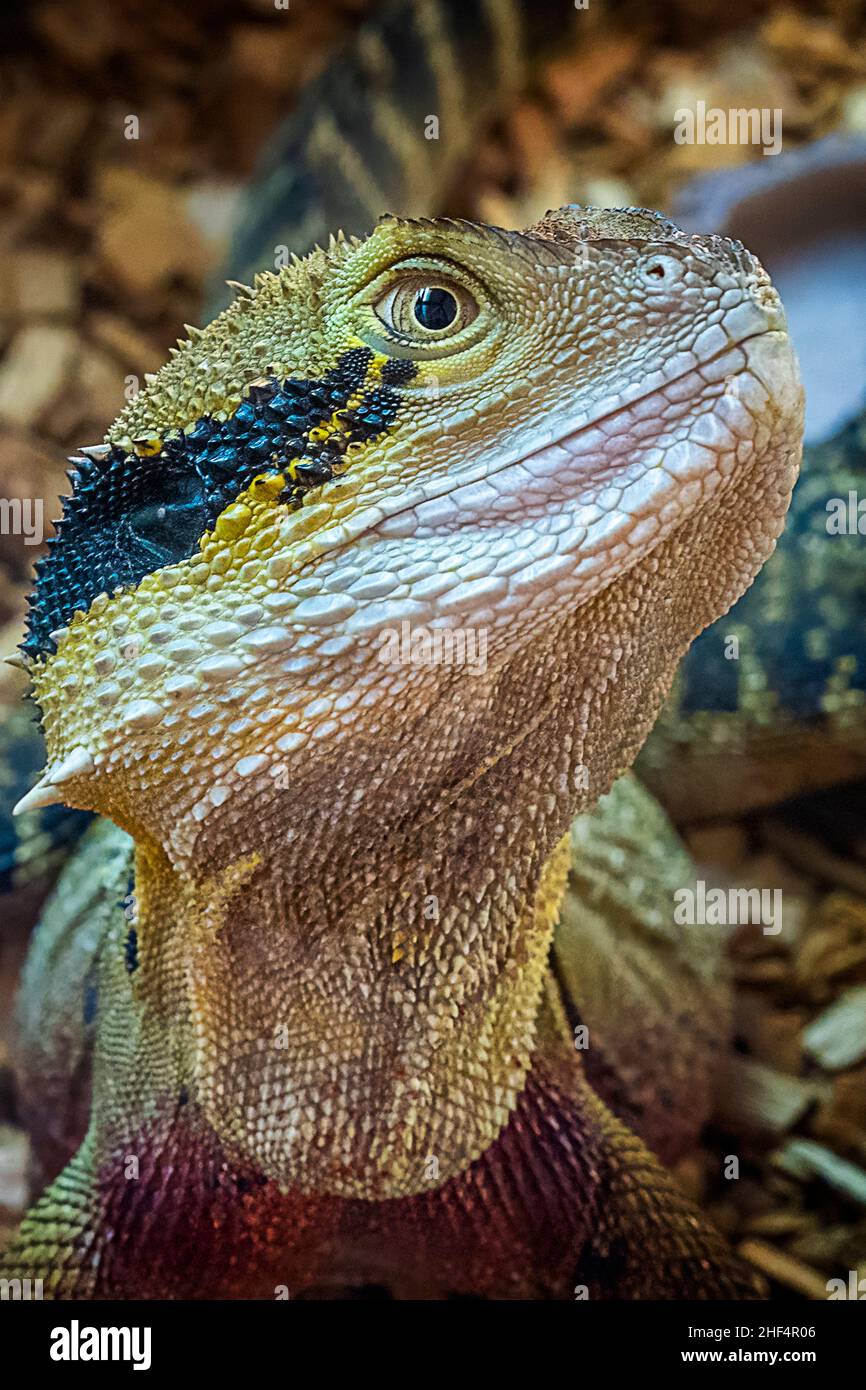 Australian dragon lizard hi-res stock photography and images - Alamy