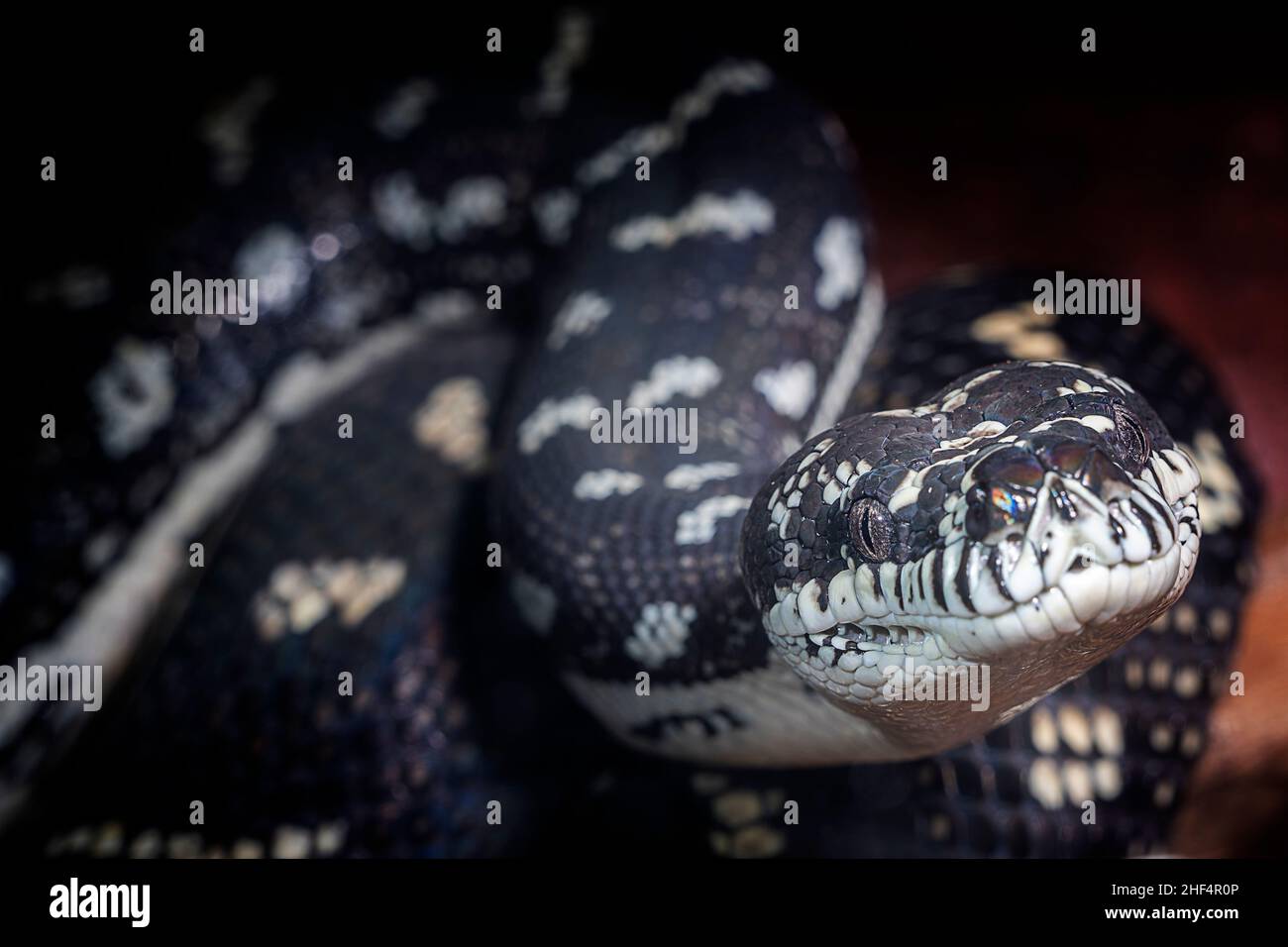 Close-up of Diamond Carpet Python (Morelia spilota Stock Photo - Alamy