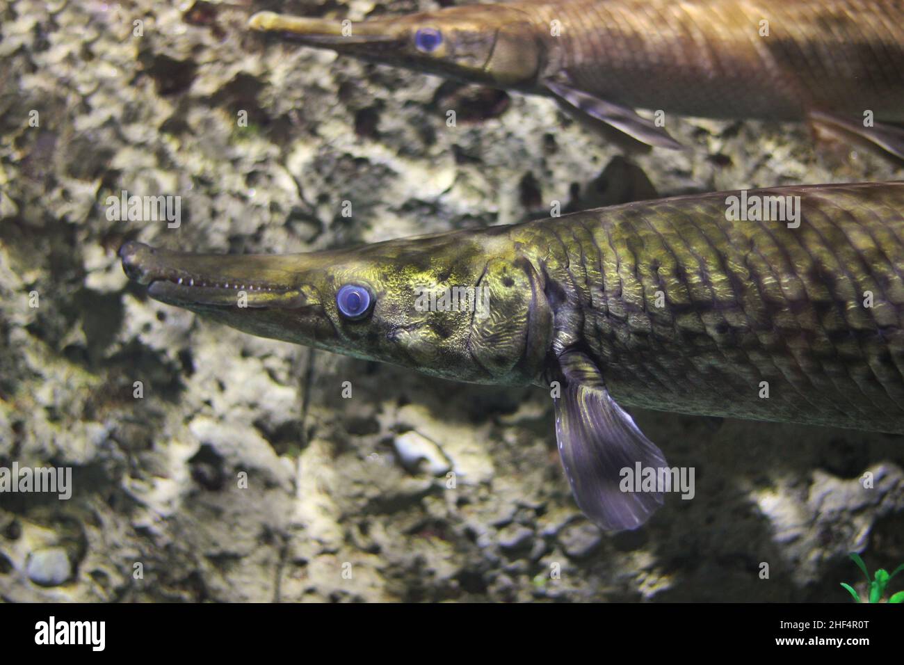 Closeup of a wild gar fish swimming underwater in the water garden ...