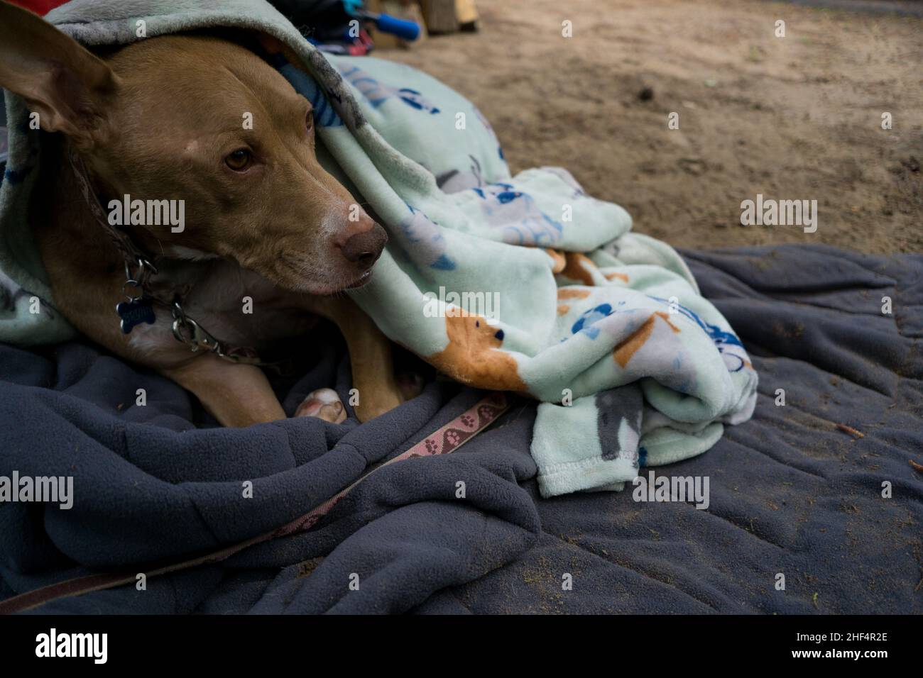 Dog covered up and resting while camping Stock Photo - Alamy