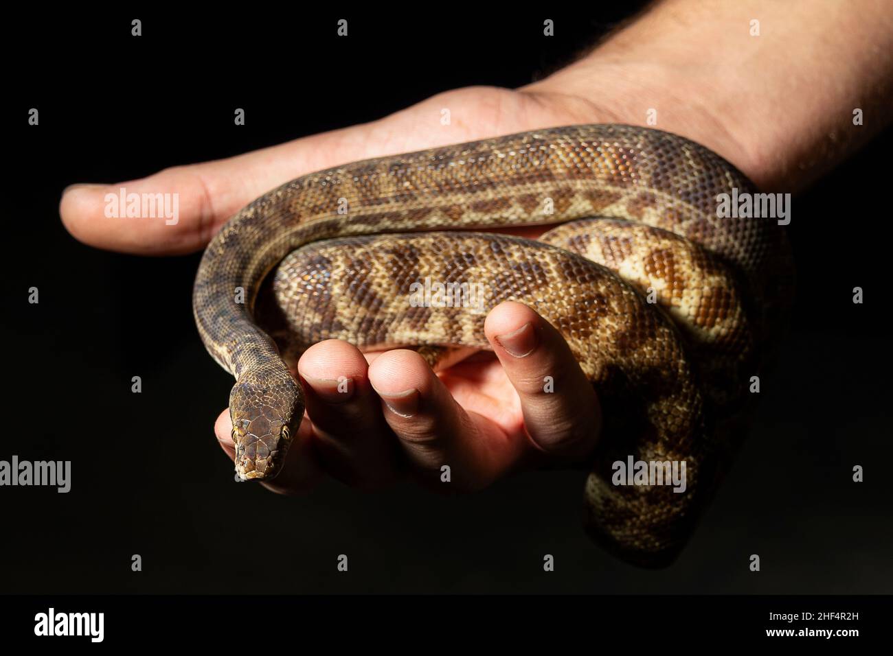 Hand Held Snake High Resolution Stock Photography and Images - Alamy