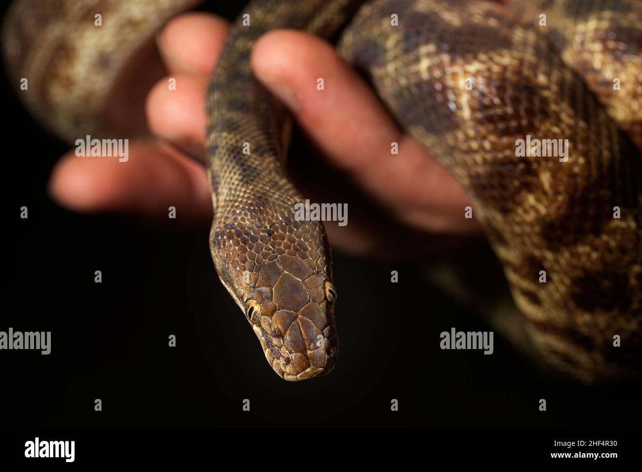 Stimson's python (Antaresia stimsoni) being held in hand Stock Photo ...