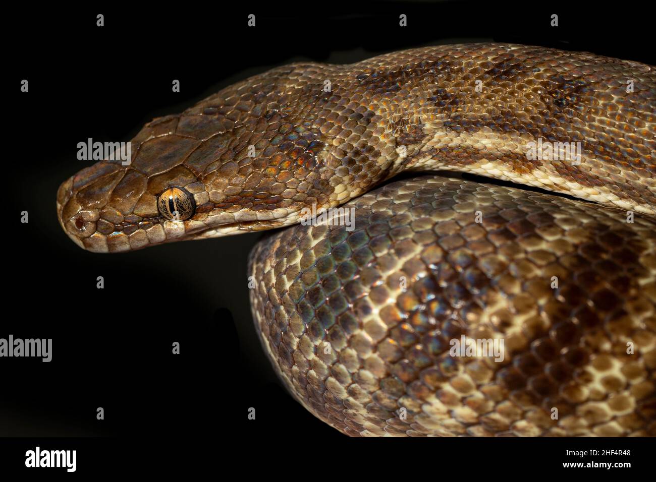Non poisonous snake hi-res stock photography and images - Alamy