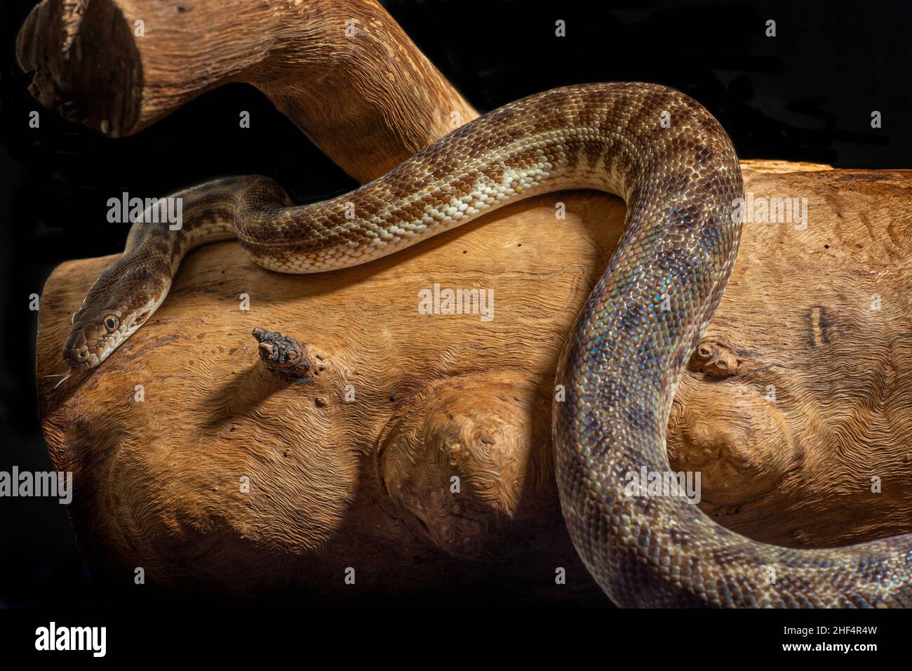 Australian snake hi-res stock photography and images - Alamy