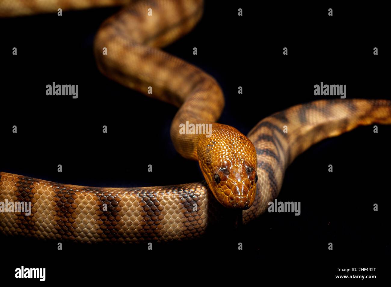 Close-up portrait of Woma Python (Aspidites ramsayi Stock Photo - Alamy