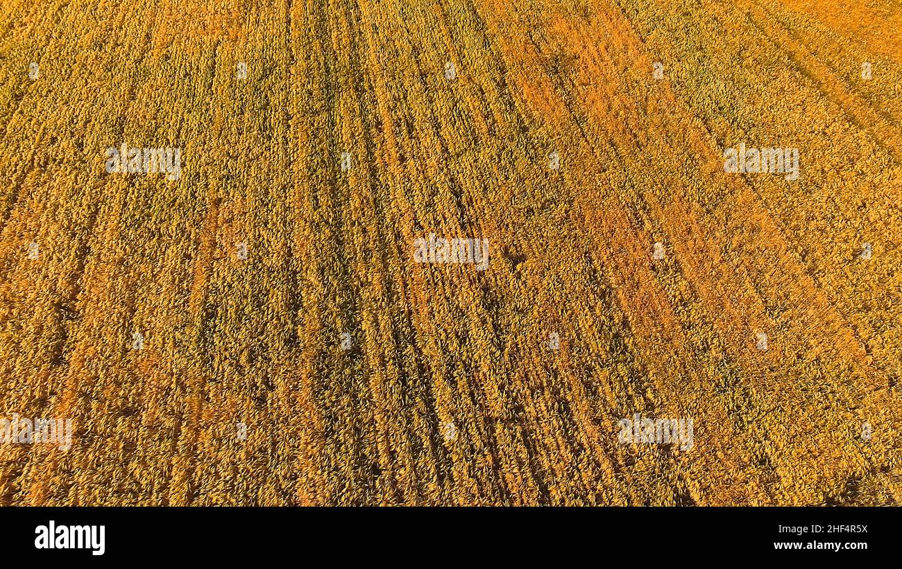 Grasses fields wheat corn hi-res stock photography and images - Alamy