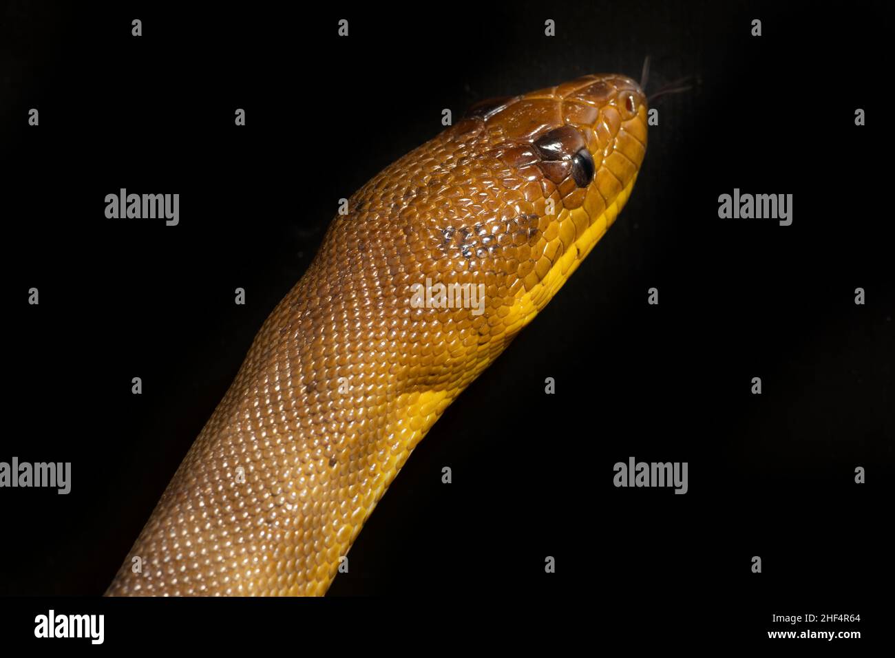 Close-up portrait of Woma Python (Aspidites ramsayi Stock Photo - Alamy
