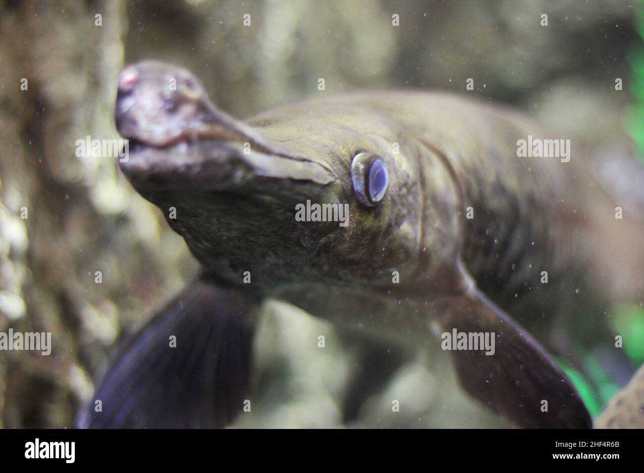 Closeup of a wild gar fish swimming underwater in the water garden ...