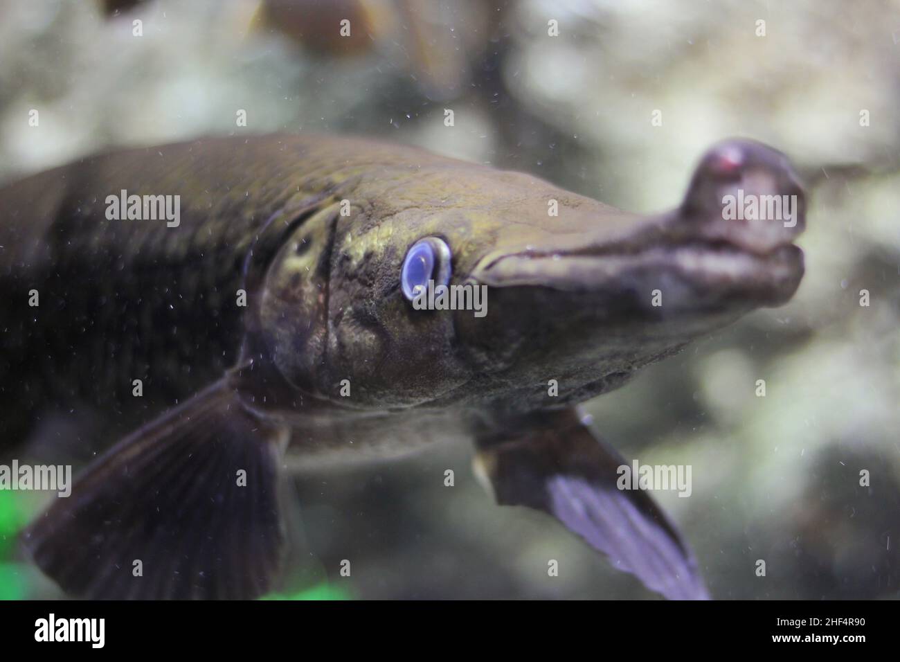 Closeup of a wild gar fish swimming underwater in the water garden ...