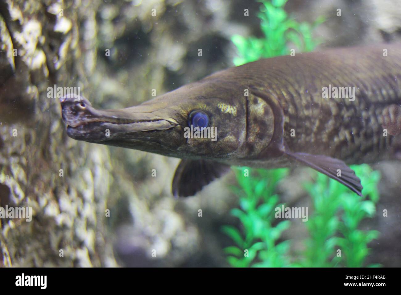 Closeup of a wild gar fish swimming underwater in the water garden ...