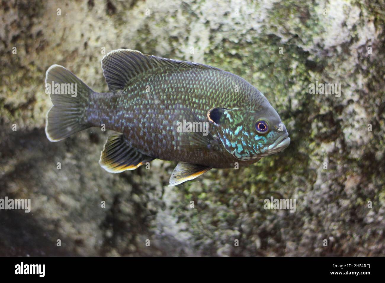 Single wild bluegill fish swimming underwater in the water garden Stock ...