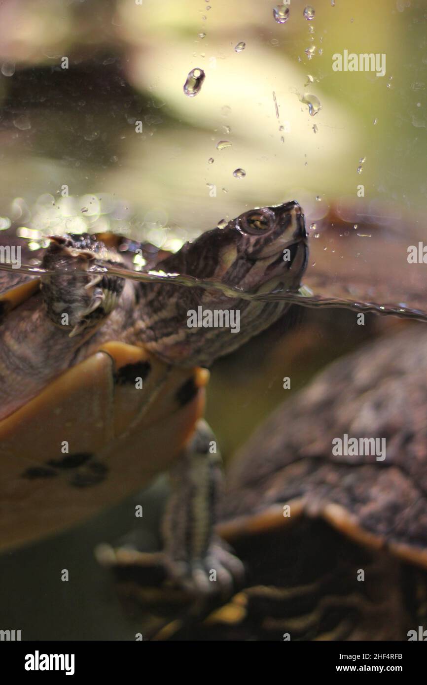 Cute painted box turtle enjoying his aquatic garden Stock Photo - Alamy