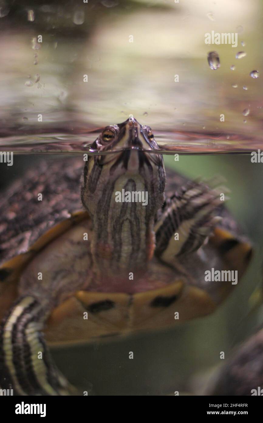 Cute painted box turtle enjoying his aquatic garden Stock Photo - Alamy