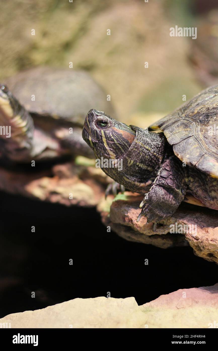 Cute painted box turtle enjoying his aquatic garden Stock Photo - Alamy