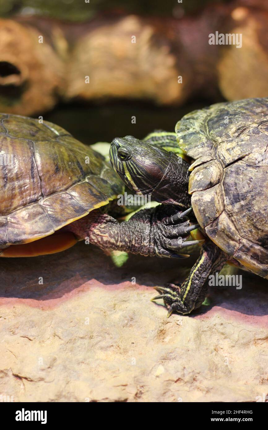 Cute painted box turtle enjoying his aquatic garden Stock Photo - Alamy