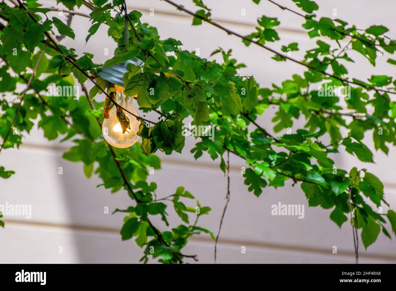 A light bulb among the branches of a tree. Green leaves and energy ...