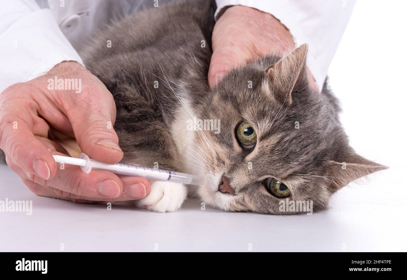 Veterinarian giving a drug to a cat Stock Photo - Alamy