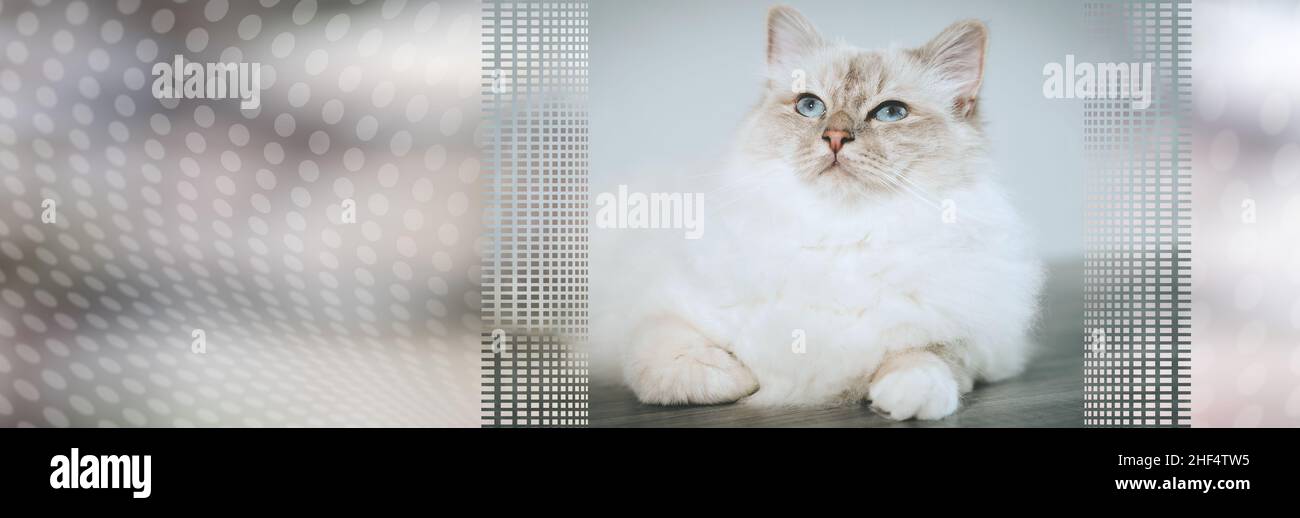 Portrait of beautiful sacred cat of burma with blue eyes. panoramic ...