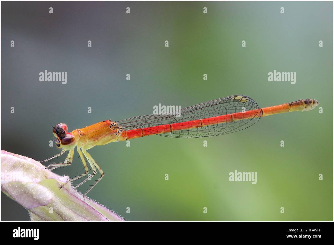 Dragonflies odonata Cut Out Stock Images & Pictures - Alamy