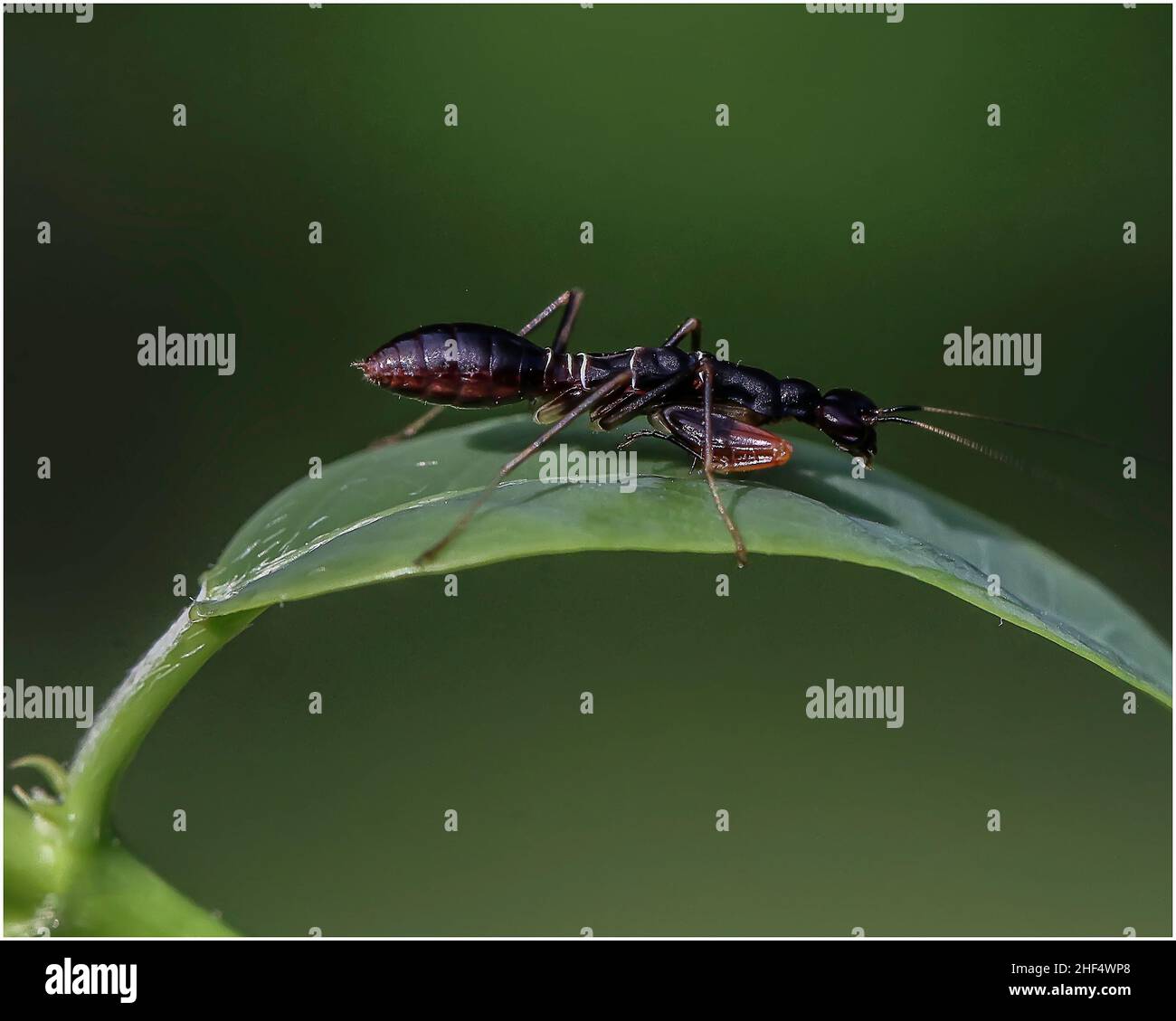 Furry insects Cut Out Stock Images & Pictures - Alamy