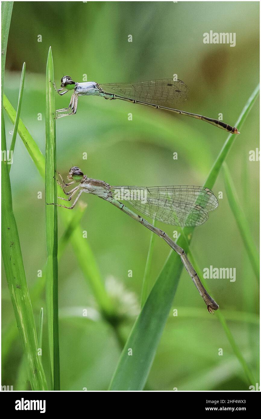 The life of small insects in the park in Ho Chi Minh city Stock Photo ...