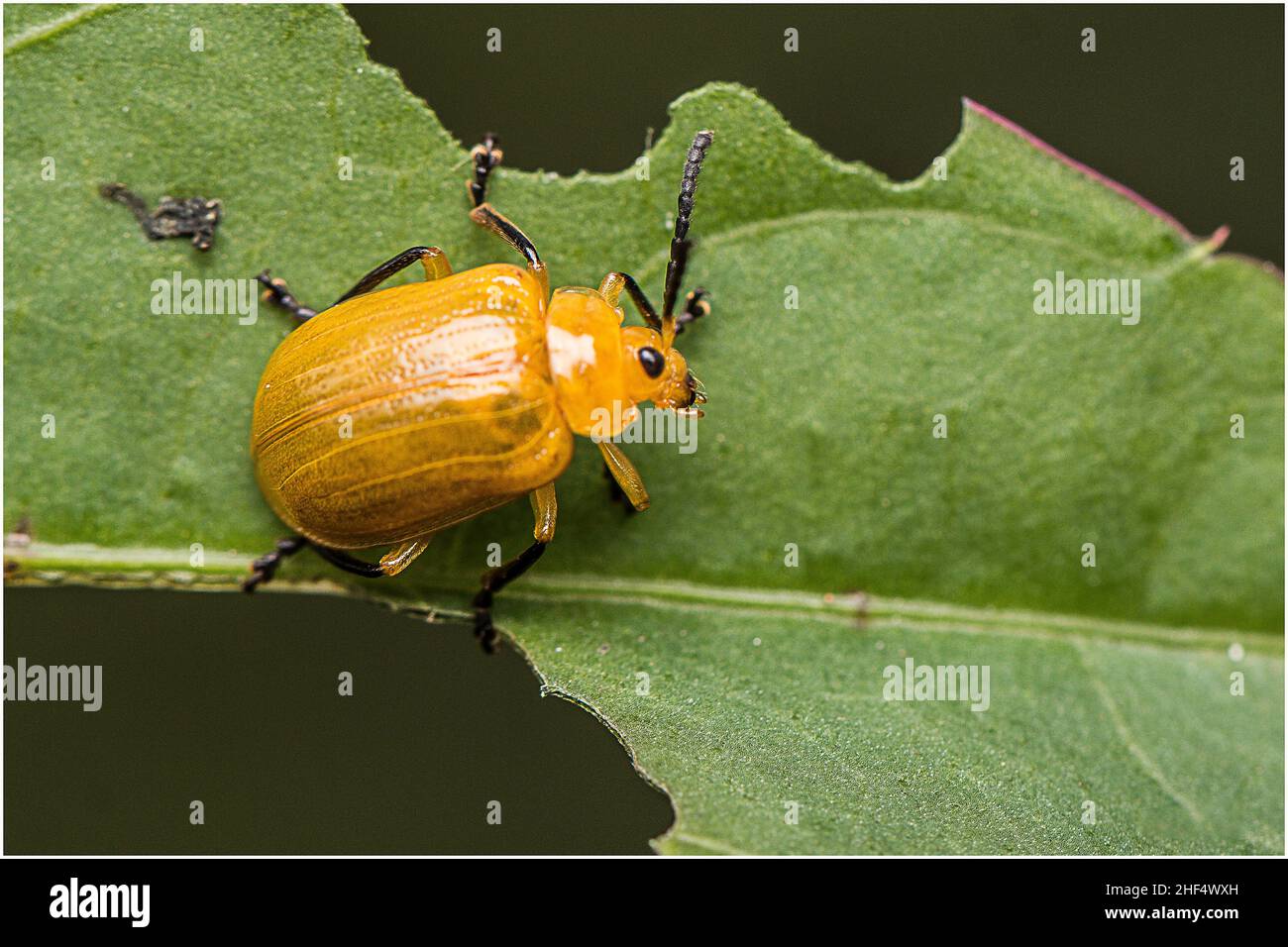 The life of small insects in the park in Ho Chi Minh city Stock Photo ...