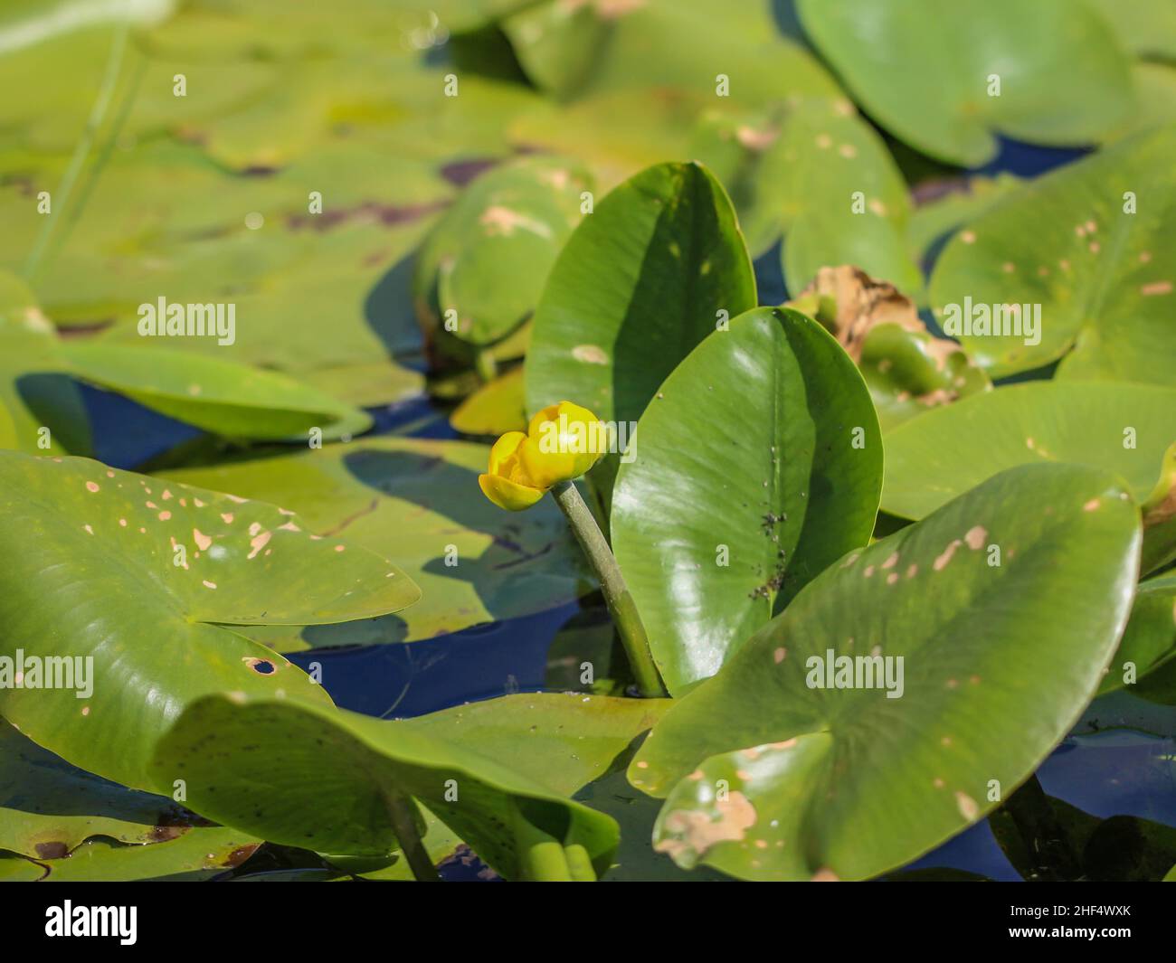 Flower bud of the yellow water-lily, Nuphar lutea in a pond in western ...