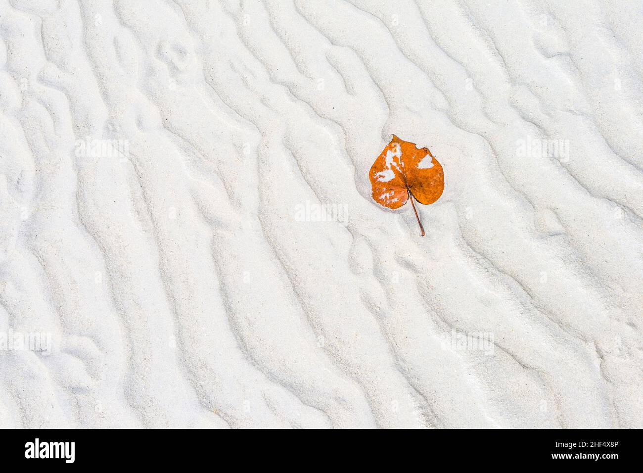 pattern of leaf on the clear white beach in Thailand Stock Photo - Alamy