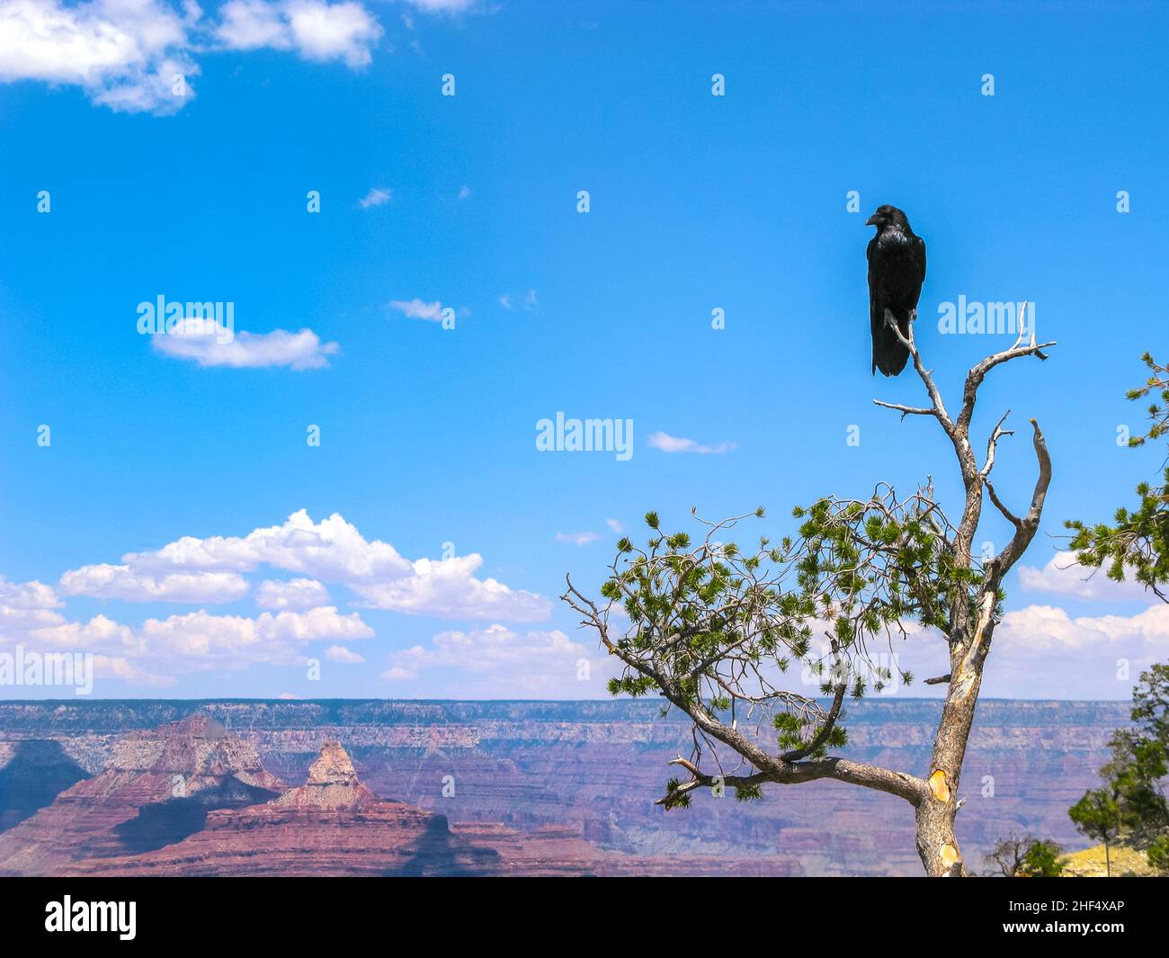 raven at a tree at grand canyon Stock Photo - Alamy