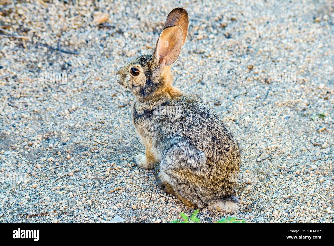 wild rabbit with big ears watches the area Stock Photo - Alamy
