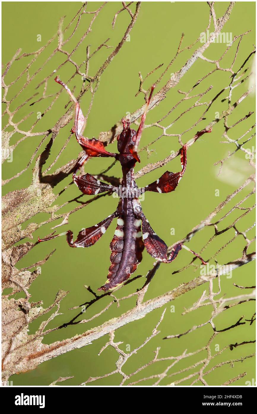 The life of small insects in the park in Ho Chi Minh city Stock Photo ...