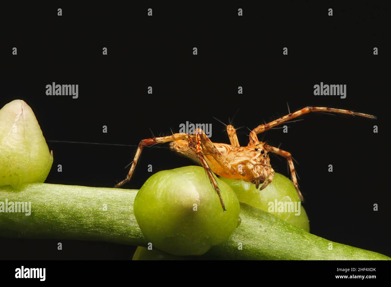 The life of small insects in the park in Ho Chi Minh city Stock Photo ...