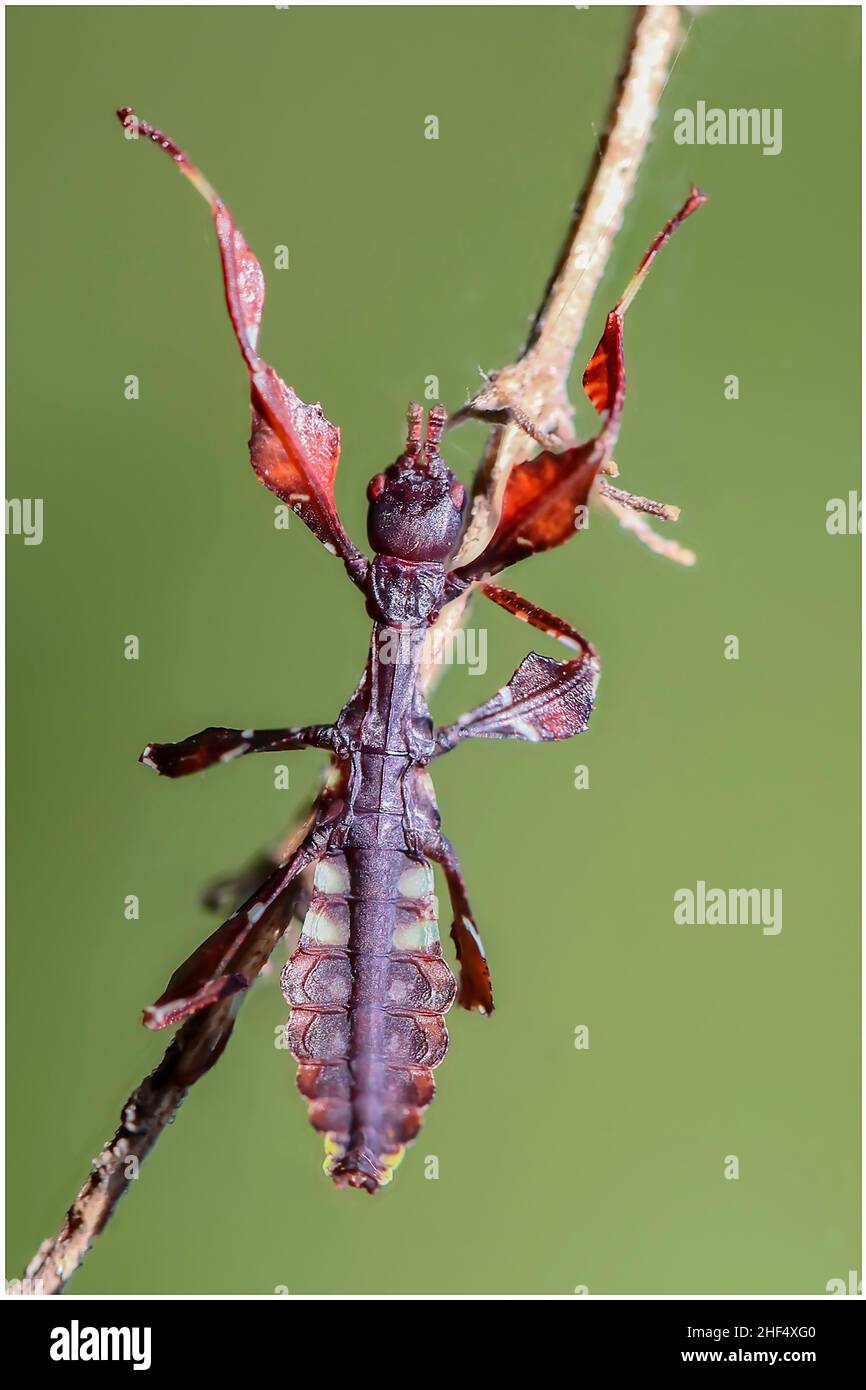 The life of small insects in the park in Ho Chi Minh city Stock Photo ...