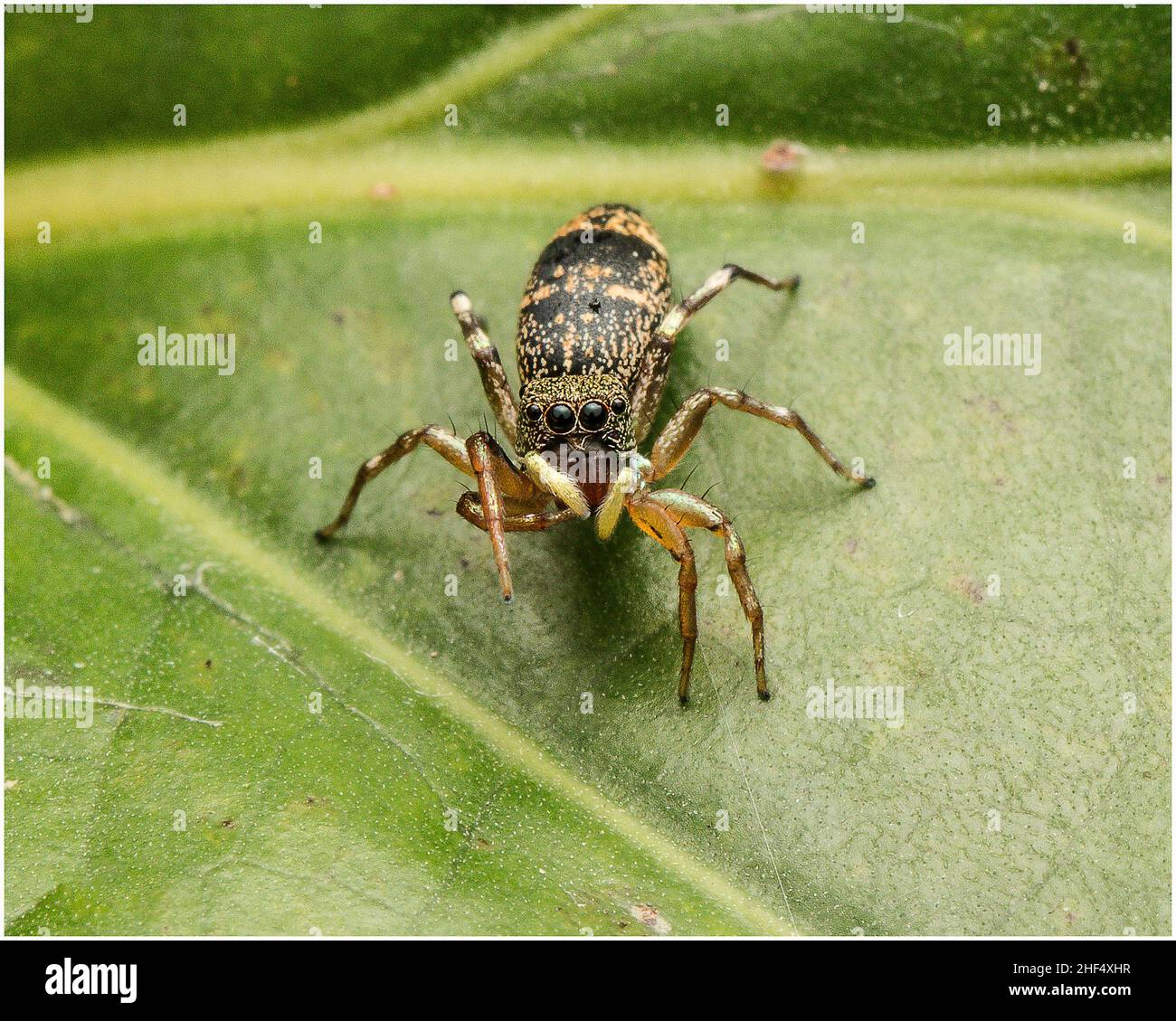 The life of small insects in the park in Ho Chi Minh city Stock Photo ...
