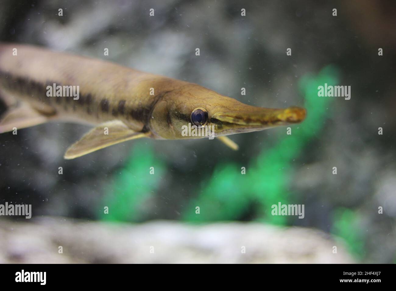 Closeup of a wild gar fish swimming underwater in the water garden ...