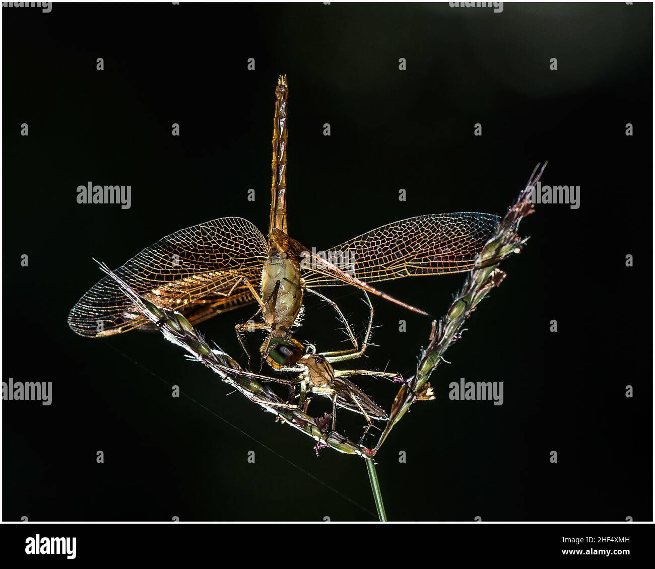 Furry insects Cut Out Stock Images & Pictures - Alamy