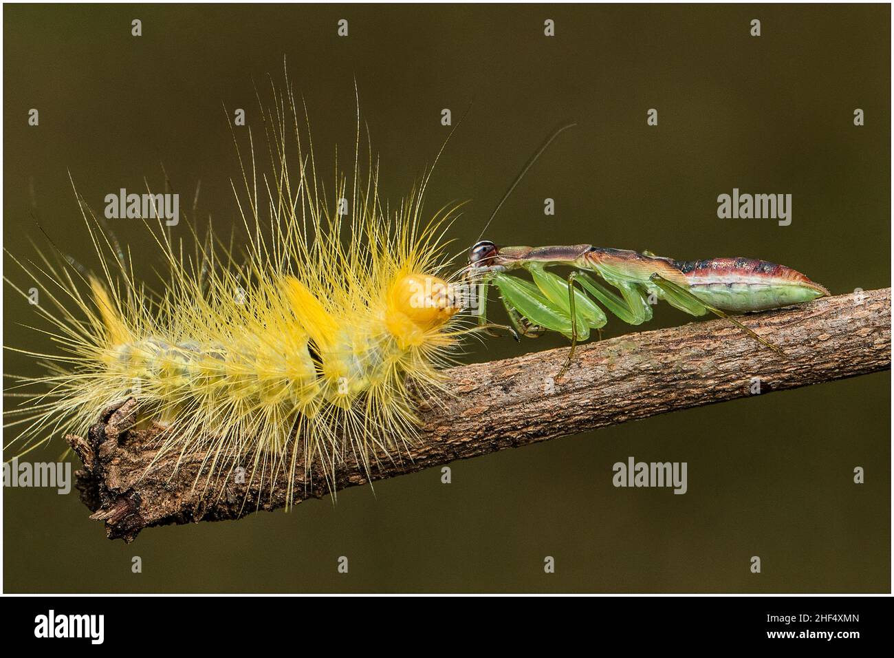 The life of small insects in the park in Ho Chi Minh city Stock Photo ...