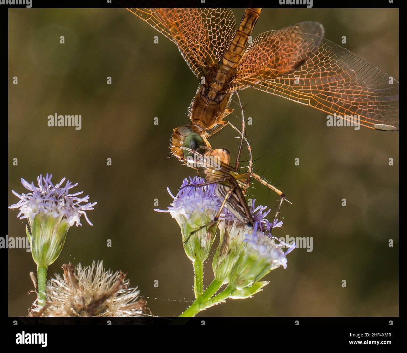 The life of small insects in the park in Ho Chi Minh city Stock Photo ...