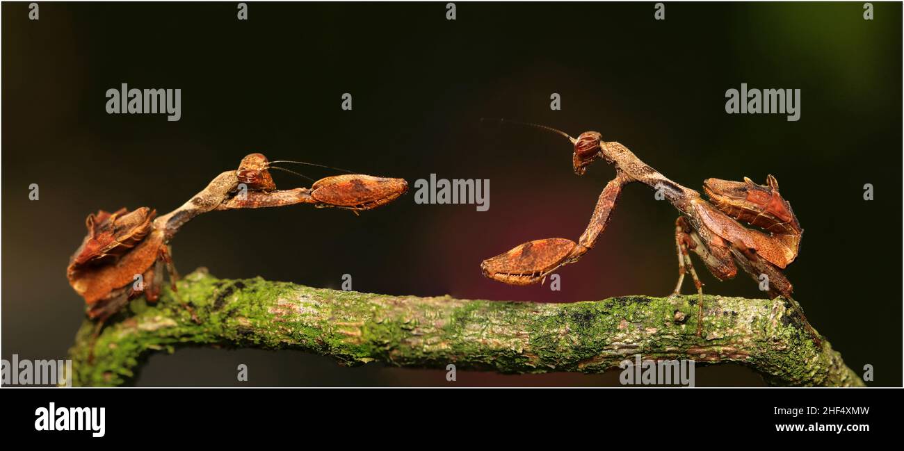 Beautiful small life hi-res stock photography and images - Alamy