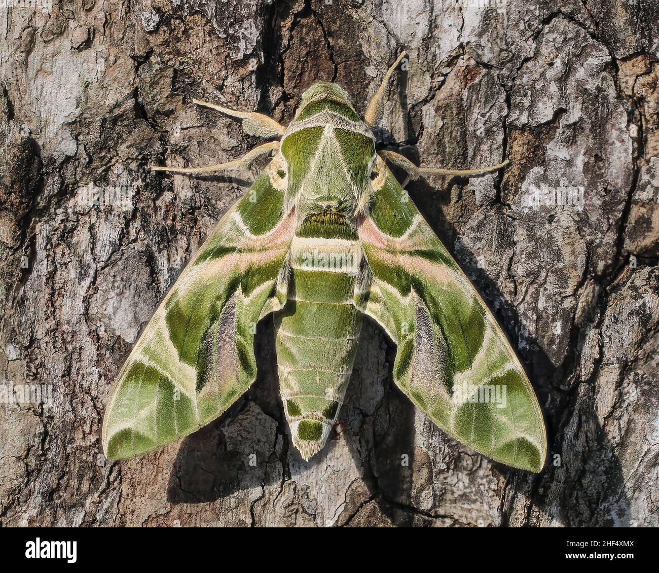 The life of small insects in the park in Ho Chi Minh city Stock Photo ...