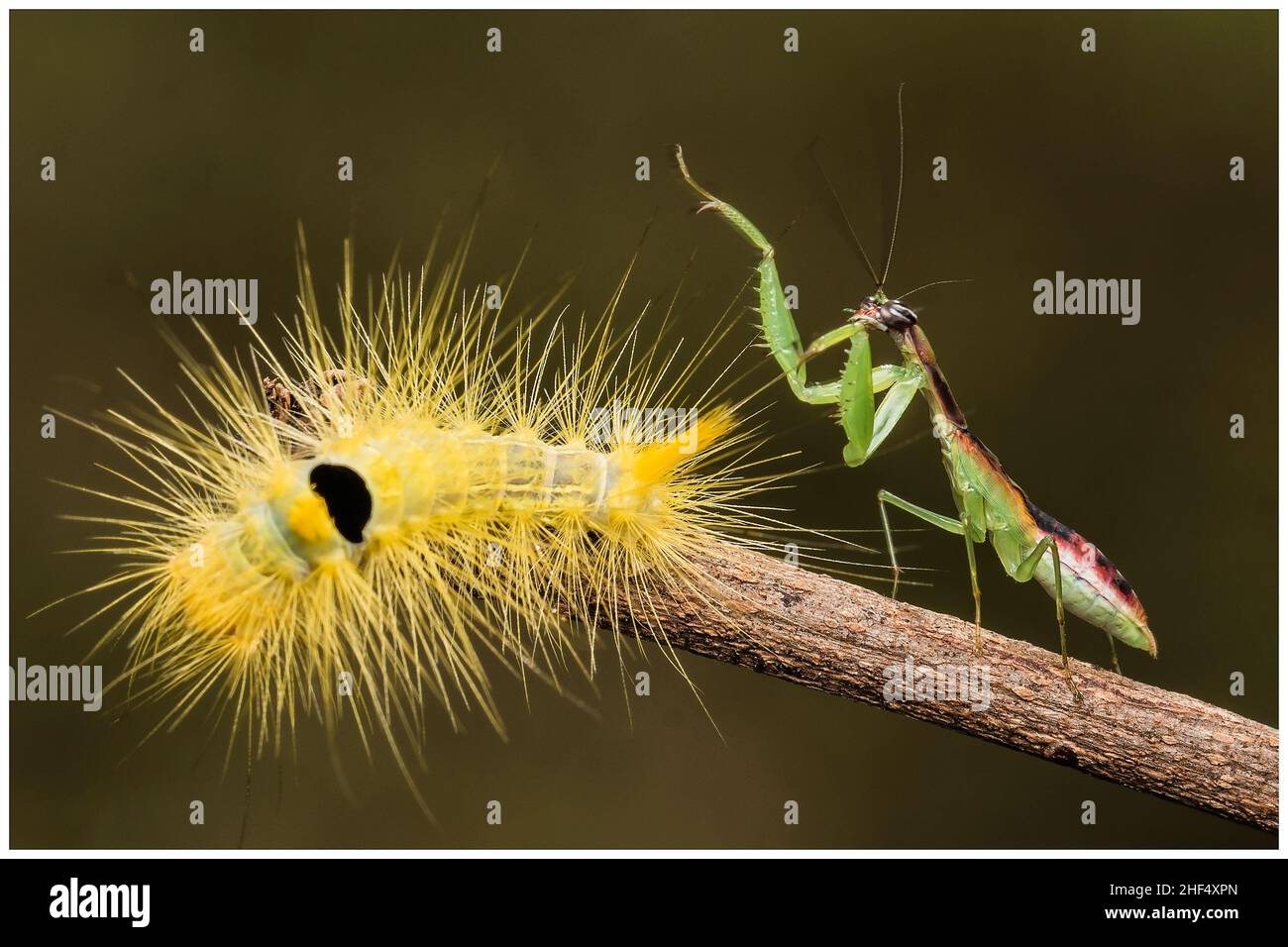 The life of small insects in the park in Ho Chi Minh city Stock Photo ...