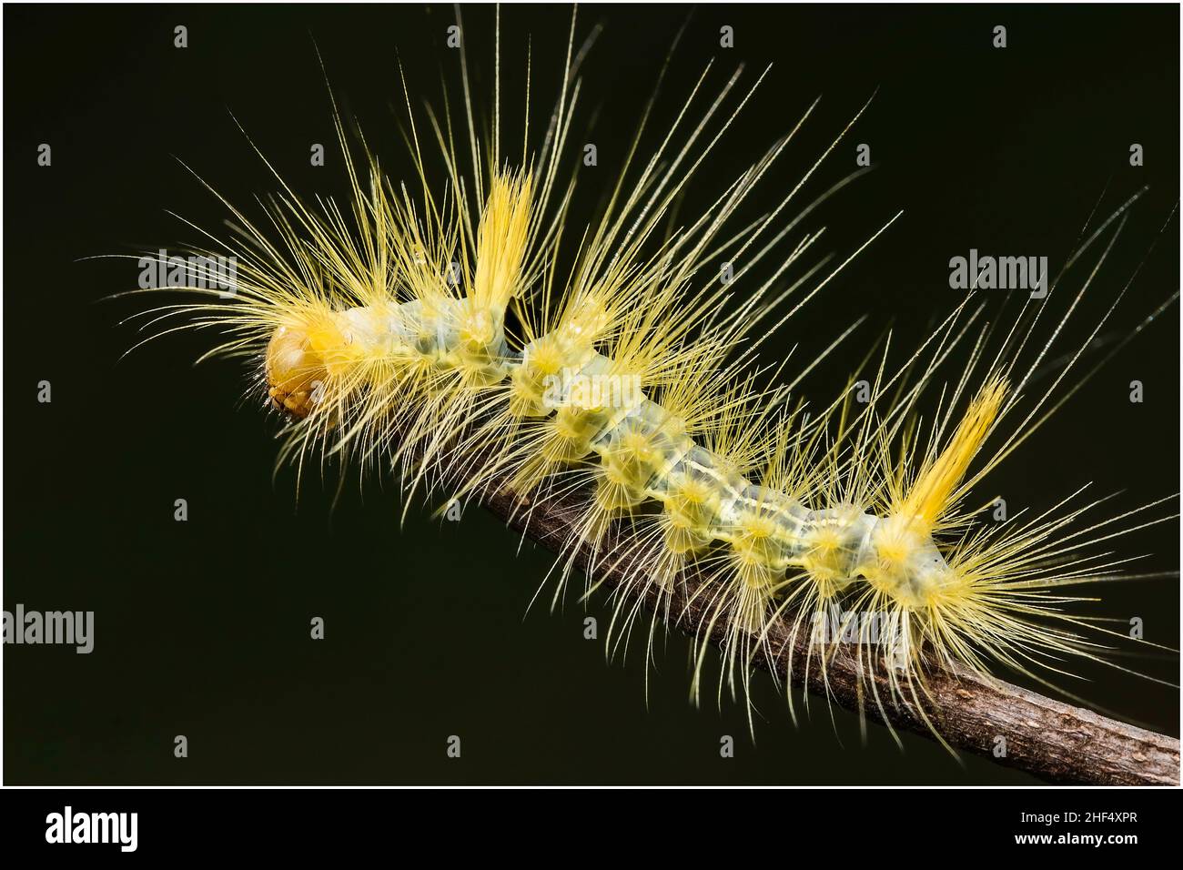 The life of small insects in the park in Ho Chi Minh city Stock Photo ...