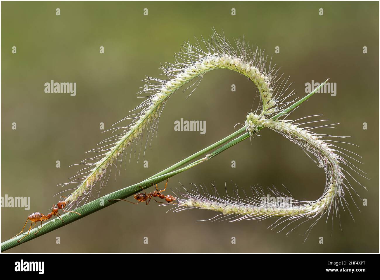 Lovely ants in a park in Ho Chi Minh City Stock Photo - Alamy